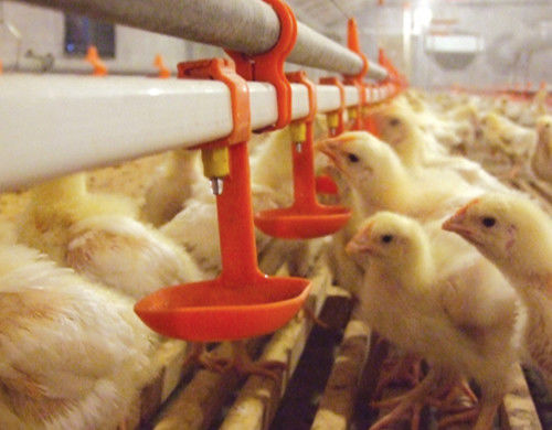 Water Lubing Drip Poultry Farm Nipple Drinker With Hanging Cup