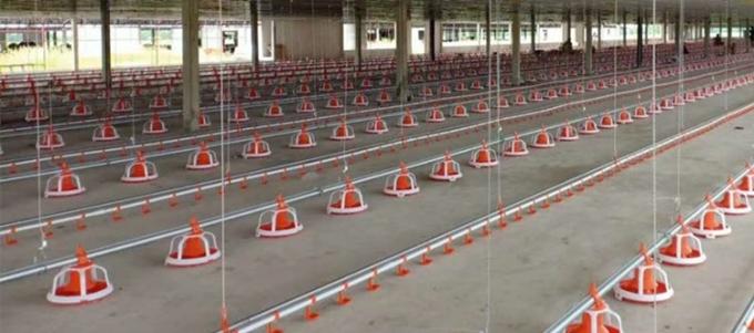 Broiler Automatic Feeder Chain Feeding System Poultry