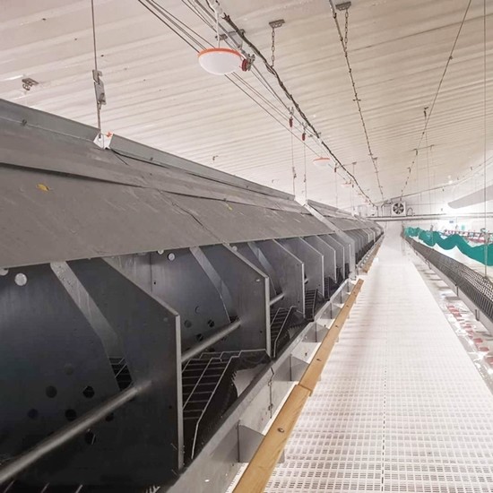 Chain Feeding System Chicken Breeding Equipment