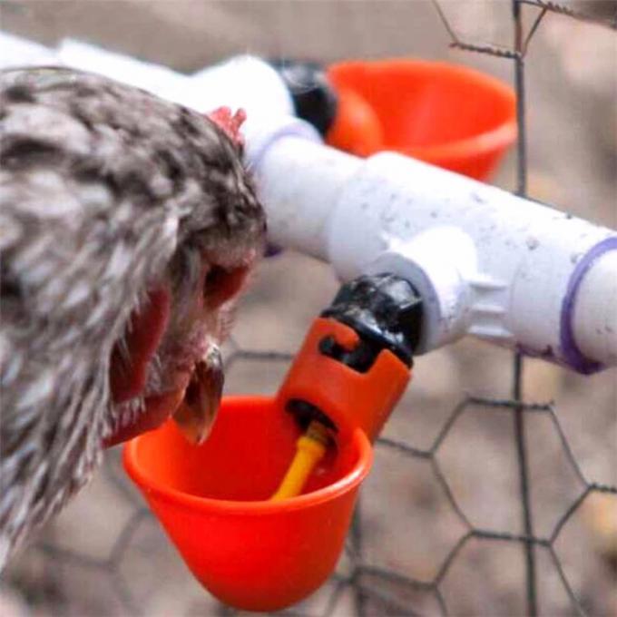 Automatic Quail Cup A Water Poultry Drinker House Accessories